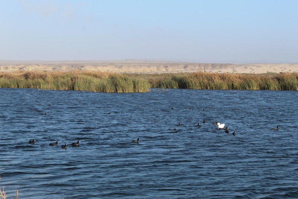 Seremi (S) del Medio Ambiente lanza concurso de fotografía para celebrar el mes de los Humedales ...